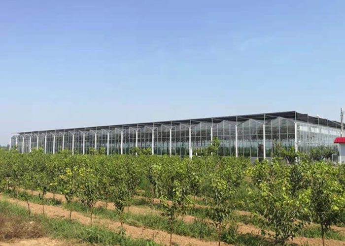 Large Solar PV System Agricultural Glass Greenhouse For Planting Vegetables